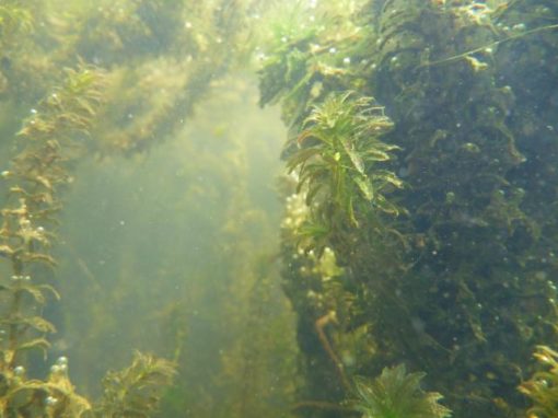 Lake Environment: Hydrilla Part 2 - Impacts | Kerr Lake Guide ...